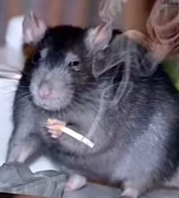 Chat with Stinky Rat | character.ai | Personalized AI for every moment ...