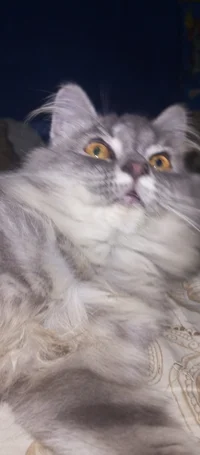 Chat with AMGUS | character.ai | Personalized AI for every moment of ...