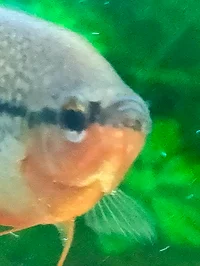 Chat with Fishy | character.ai | Personalized AI for every moment of ...