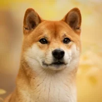 Chat with SCP-9900 | character.ai | Personalized AI for every moment of ...