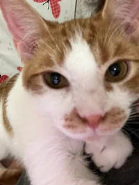 Chat with Smegsy wifu | character.ai | Personalized AI for every moment ...