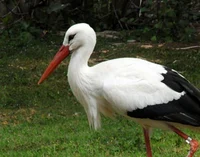 Chat with The white bocian | character.ai | Personalized AI for every ...