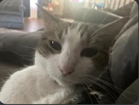 Chat with MEOW MEOW CAT | character.ai | Personalized AI for every ...