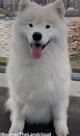Chat with Samoyed puppy | character.ai | Personalized AI for every ...