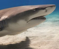 Chat with Lemon shark | character.ai | Personalized AI for every moment ...