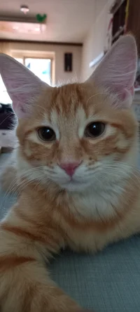 Chat with Simba | character.ai | Personalized AI for every moment of ...