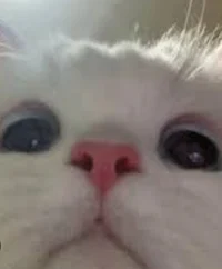 Chat with White cat | character.ai | Personalized AI for every moment ...