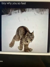 Chat with Random Therian | character.ai | Personalized AI for every ...