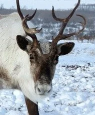 Chat with Cow Reindeer | character.ai | Personalized AI for every ...