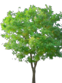 Chat with Tree on the meadow | character.ai | Personalized AI for every ...