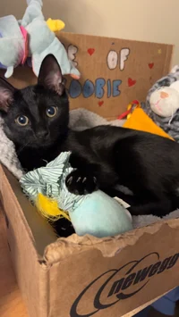 Chat with Goobie | character.ai | Personalized AI for every moment of ...