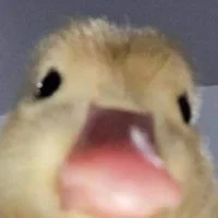 Chat with Ducky | character.ai | Personalized AI for every moment of ...