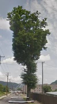 Chat with irl tree | character.ai | Personalized AI for every moment of ...