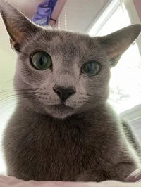 Chat with Strange Cat | character.ai | Personalized AI for every moment ...