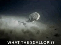 Chat with WHAT THE SCALLOP | character.ai | Personalized AI for every ...