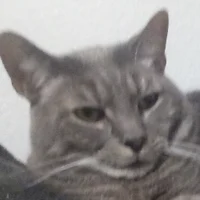 Chat with Blazey | character.ai | Personalized AI for every moment of ...