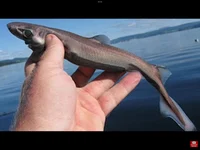 Chat with dwarf lantern shark | character.ai | Personalized AI for ...