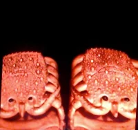 Chat with Booma | character.ai | Personalized AI for every moment of ...