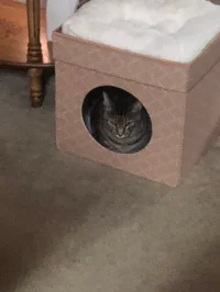 Chat with the rizzful cat | character.ai | Personalized AI for every ...