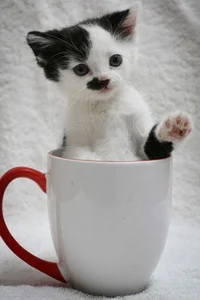 Chat with kitler | character.ai | Personalized AI for every moment of ...