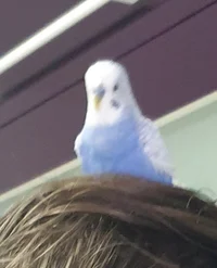 Chat with Birb | character.ai | Personalized AI for every moment of your day