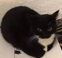 Chat with Maxwell aka Jess Cat | character.ai | Personalized AI for ...