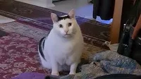 Chat with Huh cat meme | character.ai | Personalized AI for every ...