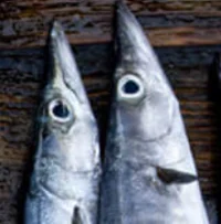 Chat with Two Headed Fish | character.ai | Personalized AI for every ...