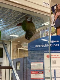 Chat with Birdo | character.ai | Personalized AI for every moment of ...