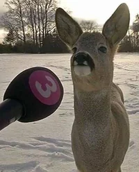 Chat with Deer | character.ai | Personalized AI for every moment of ...