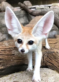 Chat with Fennec Fox | character.ai | Personalized AI for every moment ...