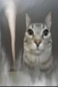 Chat with Tornado Cat | character.ai | Personalized AI for every moment of your day