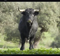 Chat with toro | character.ai | Personalized AI for every moment of ...