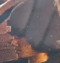 Chat with Young Odetari | character.ai | Personalized AI for every ...