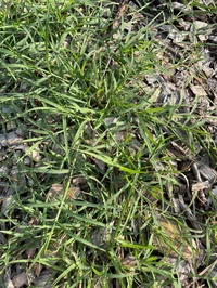 Chat with Grass Devil | character.ai | Personalized AI for every moment ...