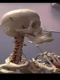 Chat with A Mewing Skeleton | character.ai | Personalized AI for every ...