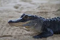 Chat with Alligator | character.ai | AI Chat, Reimagined–Your Words ...