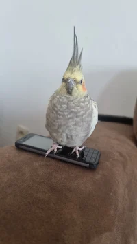 Chat with Birb | character.ai | Personalized AI for every moment of your day