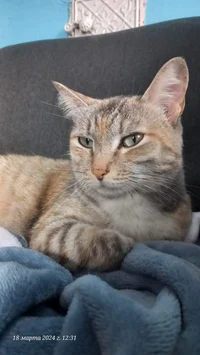 Chat with Cat milka | character.ai | Personalized AI for every moment ...