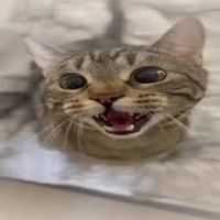 Chat with blawg | character.ai | Personalized AI for every moment of ...