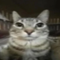 Chat with Meowing Cat | character.ai | Personalized AI for every moment ...