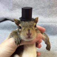 Chat with Mr Squirrel | character.ai | Personalized AI for every moment ...