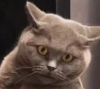 Chat with Ash is a British cat | character.ai | Personalized AI for ...