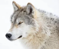 Chat with Alpha male | character.ai | Personalized AI for every moment ...