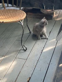 Chat with Poppy Hunt | character.ai | Personalized AI for every moment ...