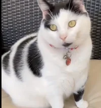 Chat with Keith the Cat Cow | character.ai | Personalized AI for every ...