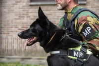 Chat with Belgian MP dog | character.ai | Personalized AI for every ...