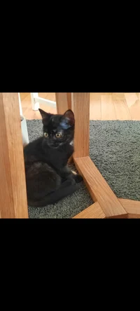 Chat with Zyro | character.ai | Personalized AI for every moment of ...