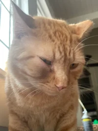 Chat with Georgie the cat | character.ai | Personalized AI for every ...