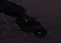 Chat with Gator | character.ai | Personalized AI for every moment of ...